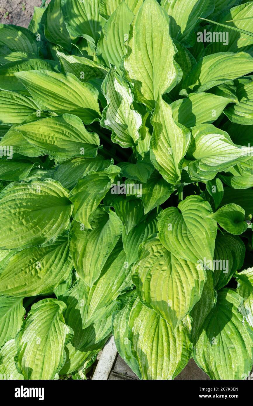 hosta plantain closeup on a sunny day. dense green foliage Stock Photo ...