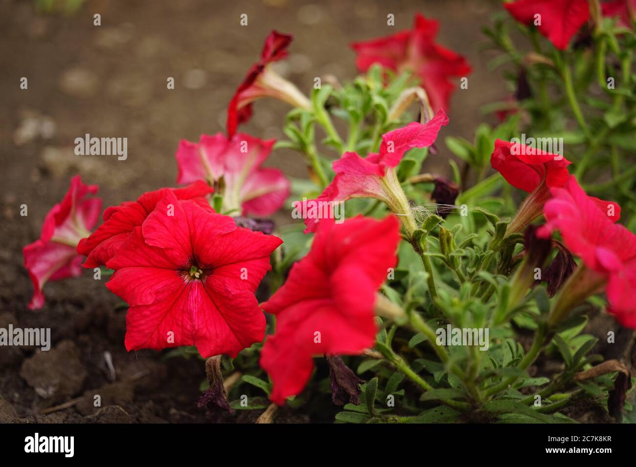 Red petunia flowers bush grow in a sunny garden Stock Photo - Alamy