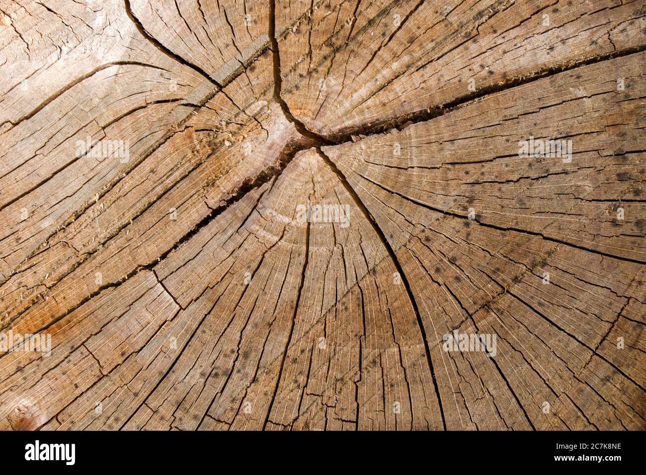 Wooden background, Cut tree pattern. Texture of cut and dry tree. Tree ...
