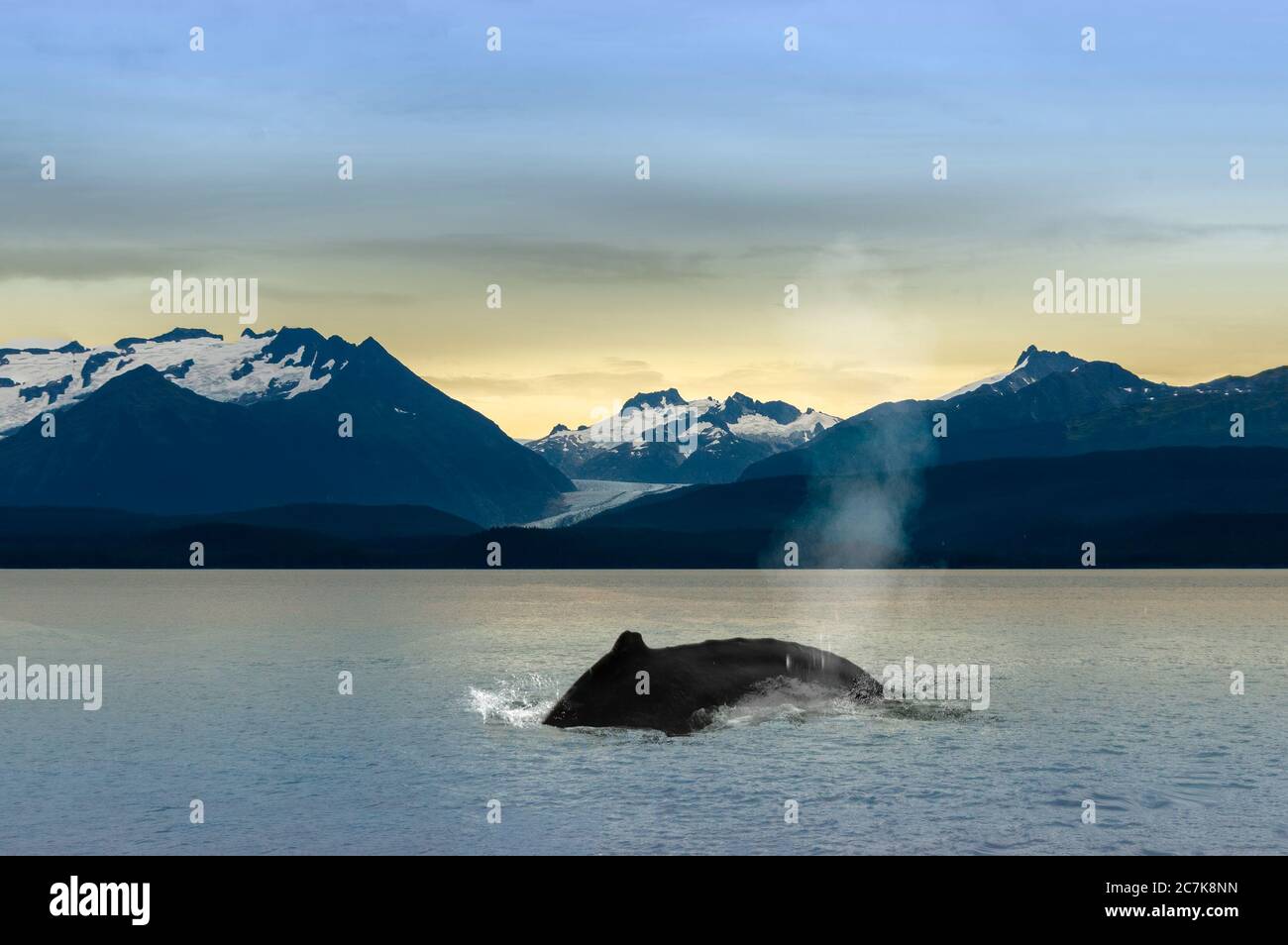 Humpback whale breaching snow hi-res stock photography and images - Alamy