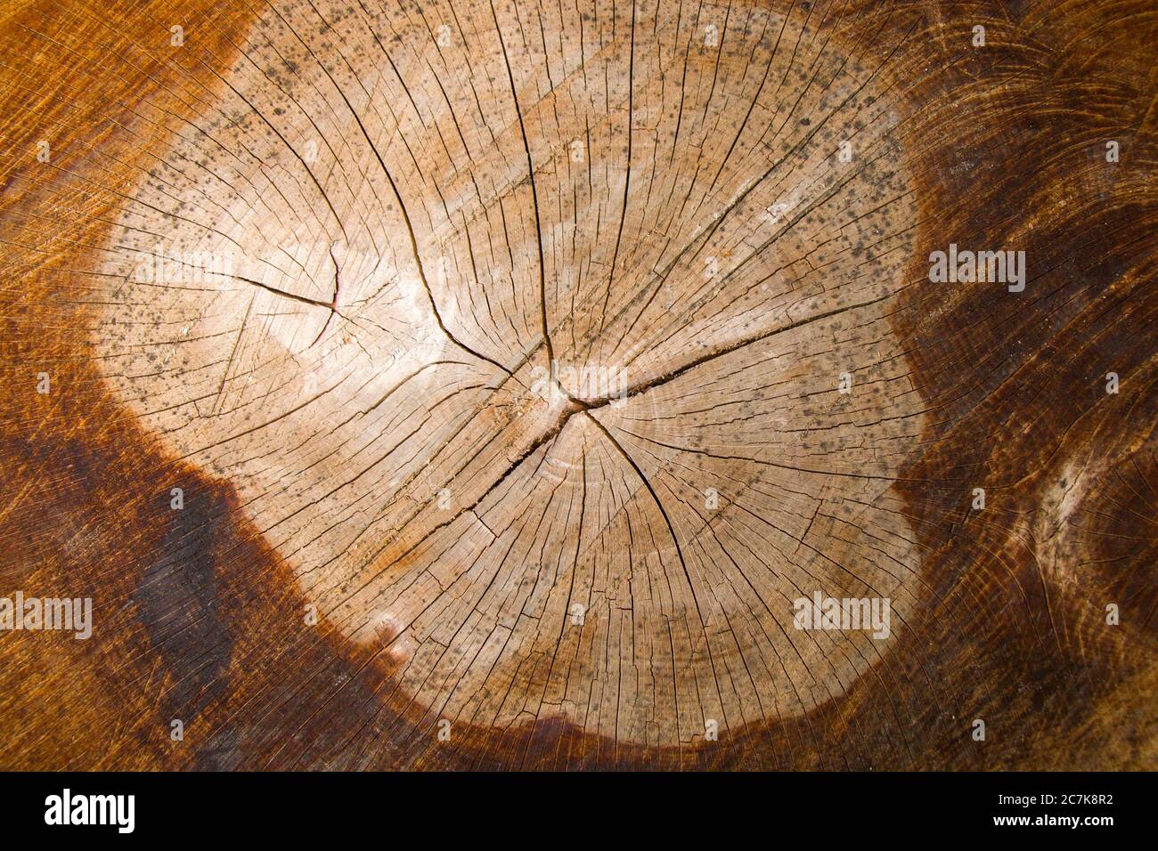 Wooden background, Cut tree pattern. Texture of cut and dry tree. Tree ...