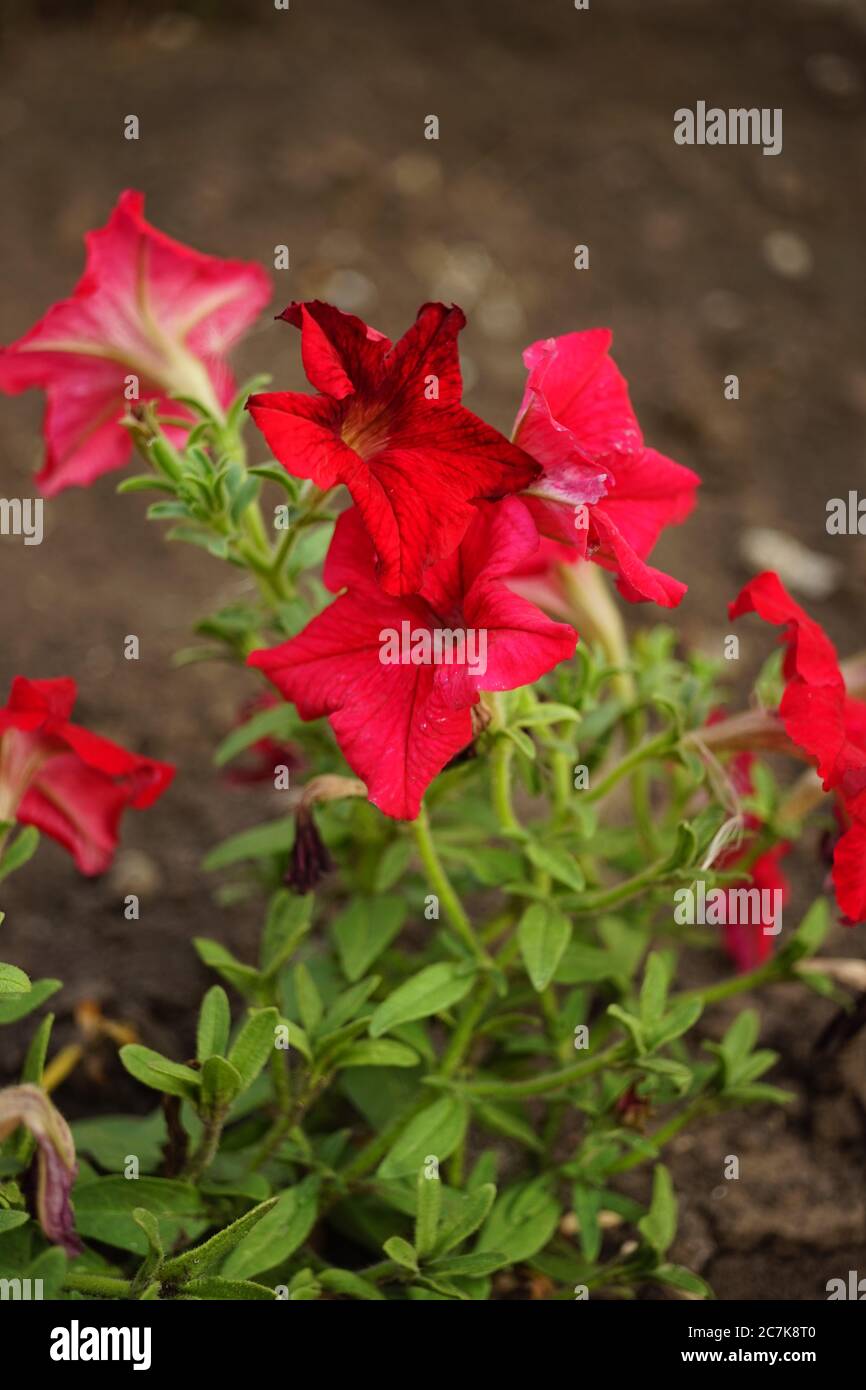 Red petunia flowers bush grow in a summer garden Stock Photo - Alamy
