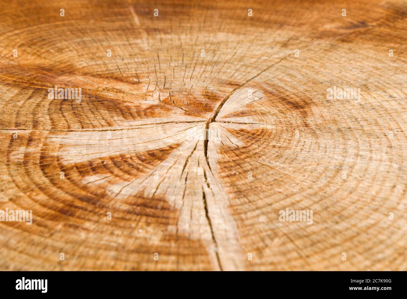 Wooden background, Cut tree pattern. Texture of cut and dry tree. Tree ...