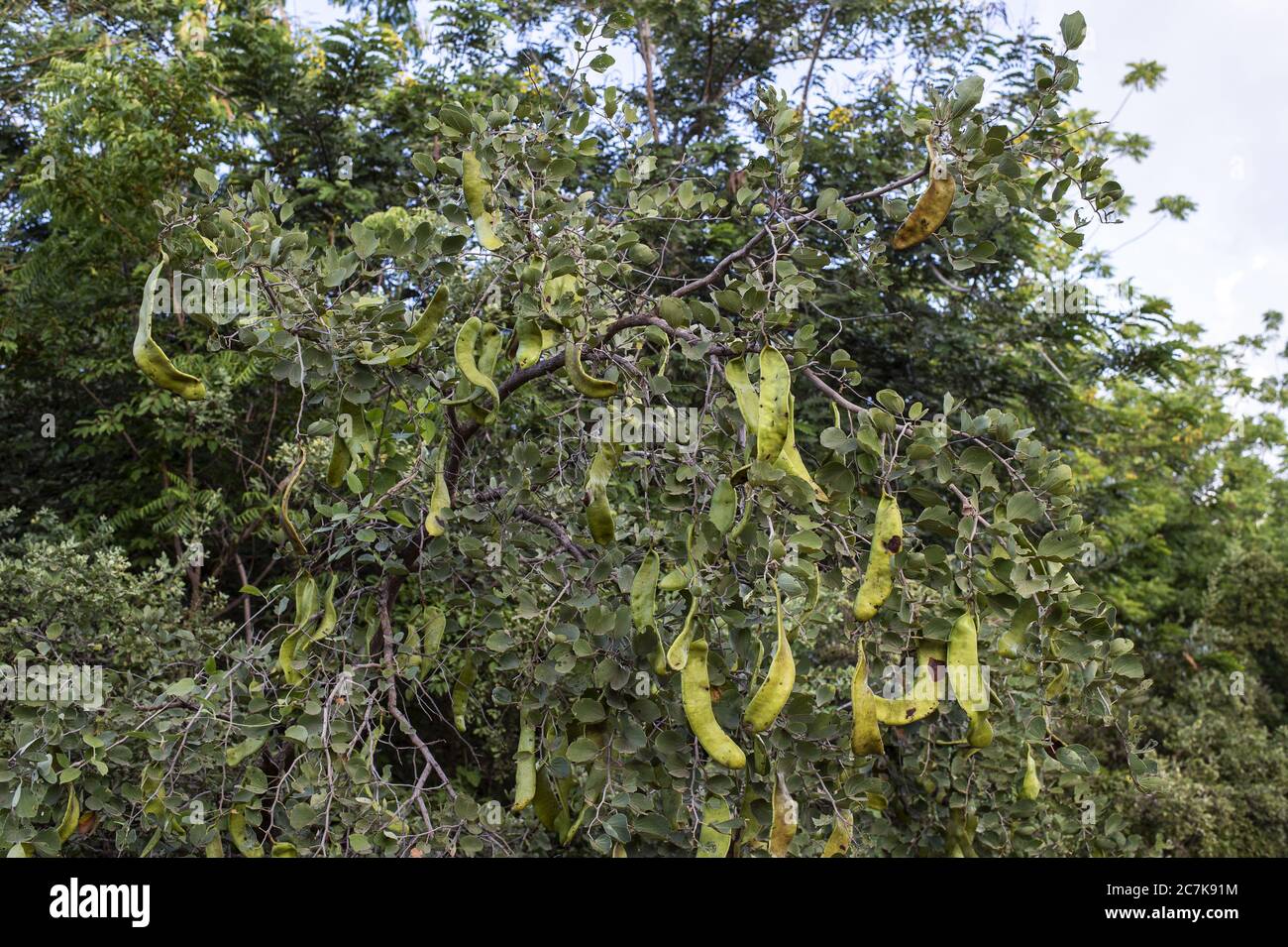 Burkina faso food hi-res stock photography and images - Alamy
