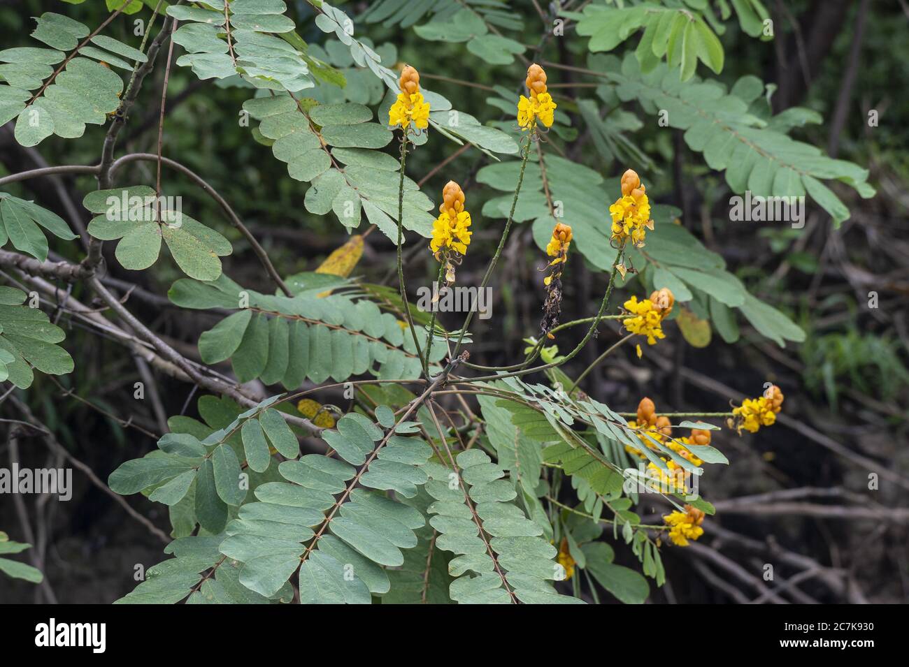 Senna alata.(reticulata) Fabaceae, Caño Negro National Wildlife Refuge ...