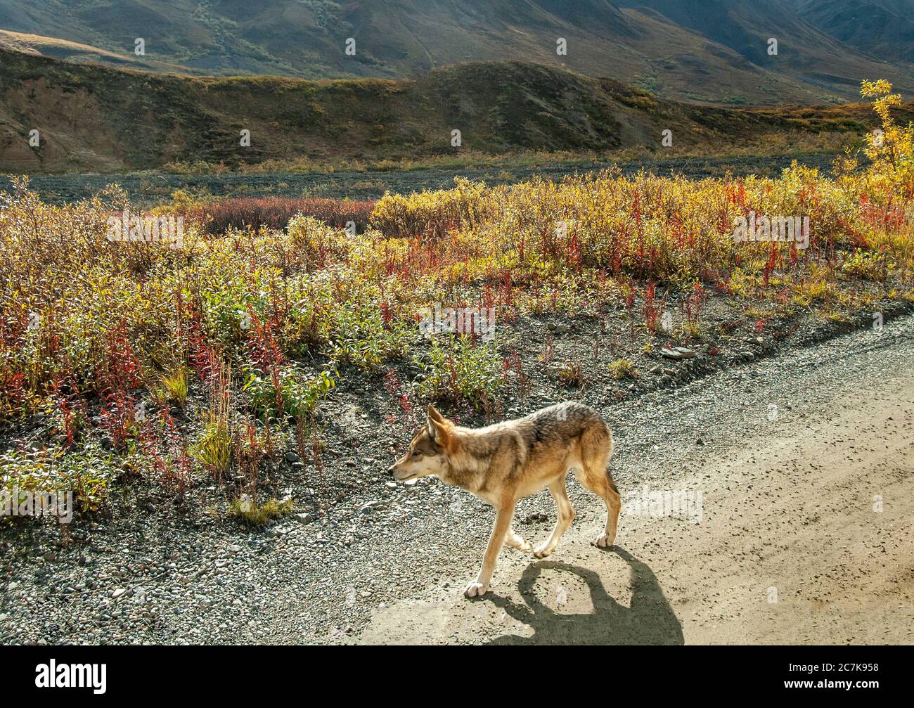Alaska grey wolf hi-res stock photography and images - Alamy