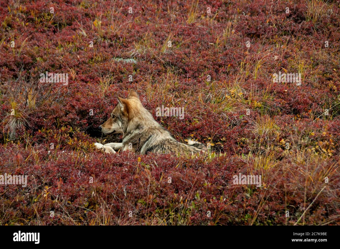 A wild gray wolf (Canis lupus) resting in the colorful autumn tundra in ...