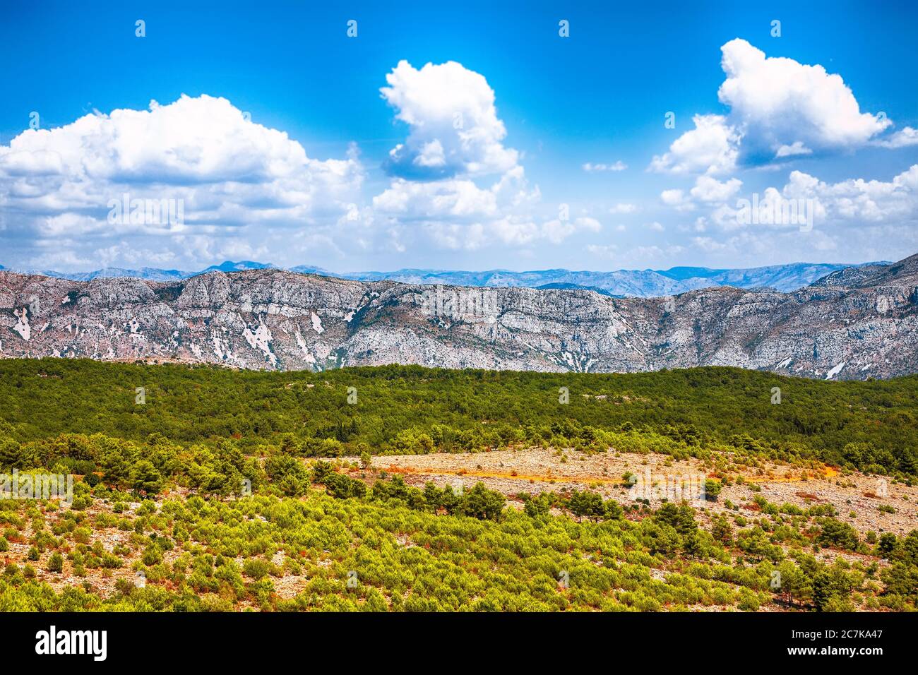 Aleppo pine tree hi-res stock photography and images - Alamy