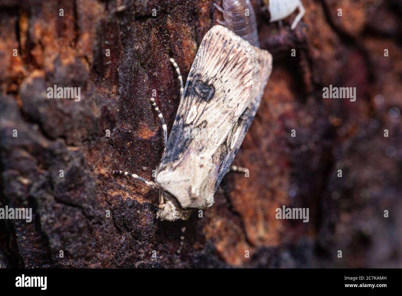 Living habitats - Three insects including a moth and centipedes ...