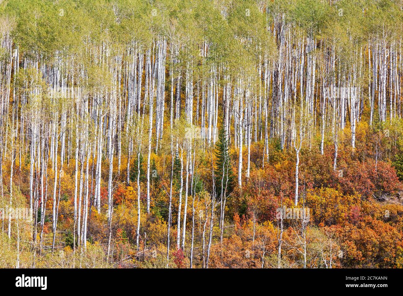 Colorful sunny forest scene in Autumn season with yellow trees in clear ...