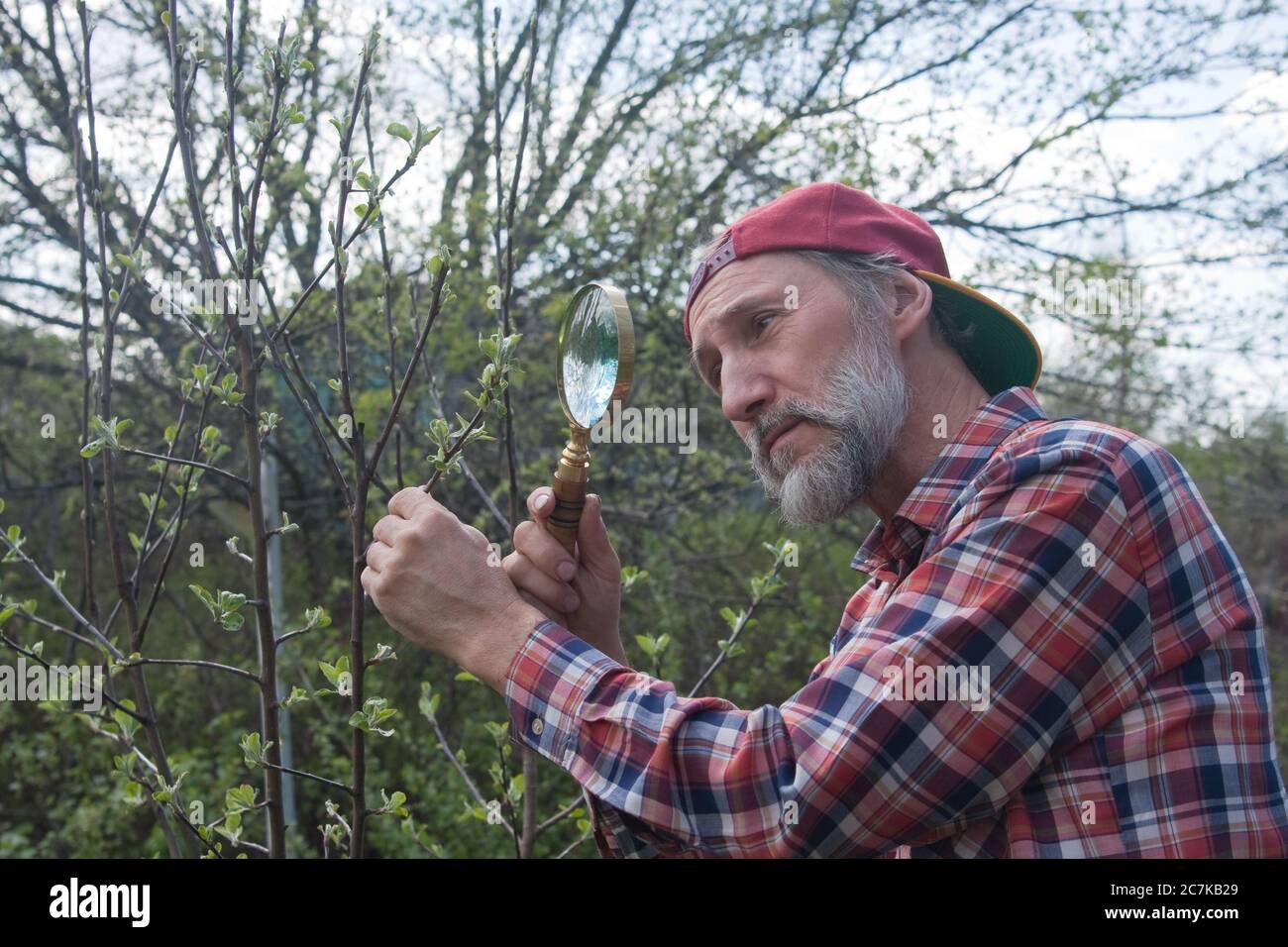 A man inspects apple tree branch in search of vermin Stock Photo - Alamy