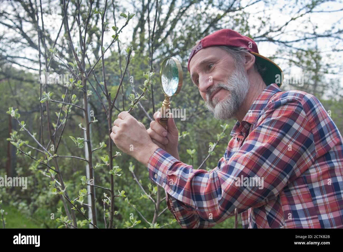 A man inspects apple tree branch in search of vermin Stock Photo - Alamy