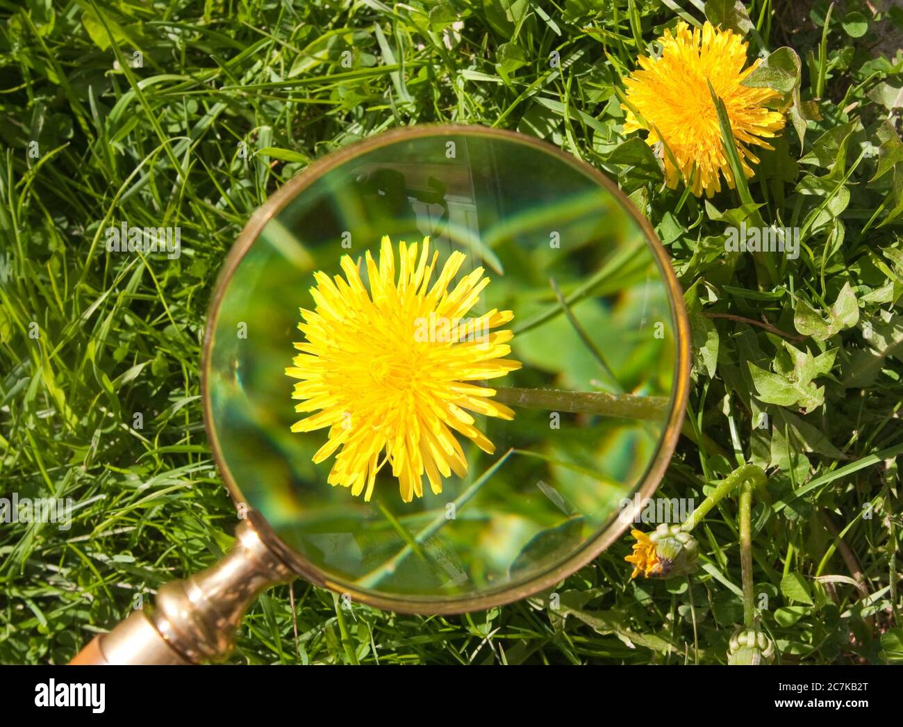 Magnifying wildflowers hi-res stock photography and images - Alamy
