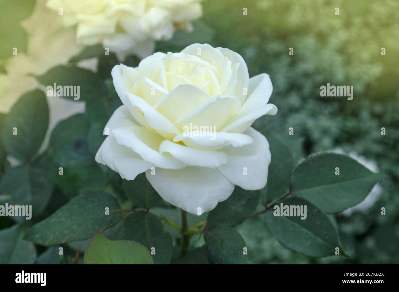 White rose bush. White rose in a garden. Beautiful white rose. White ...