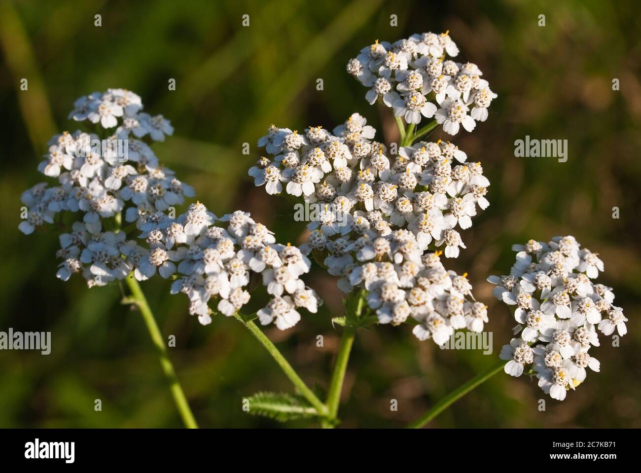 Achillea rose hi-res stock photography and images - Alamy