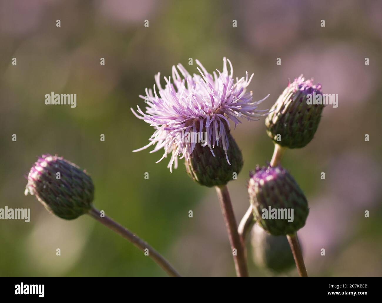 Wild thistle. Cotton ( Scotch ), Onopordum Acanthium Stock Photo - Alamy