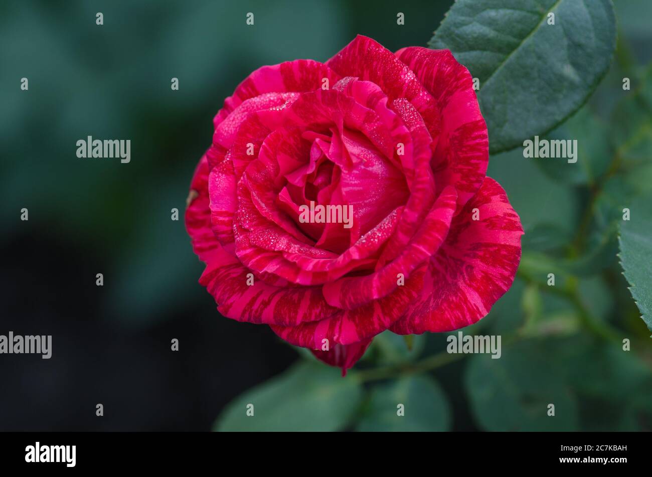 Colorful bush of striped roses in the garden. Beautiful red and white ...
