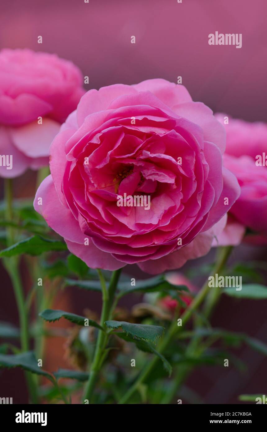 Pink rose bush in english garden. Pink rose background. English rose in ...