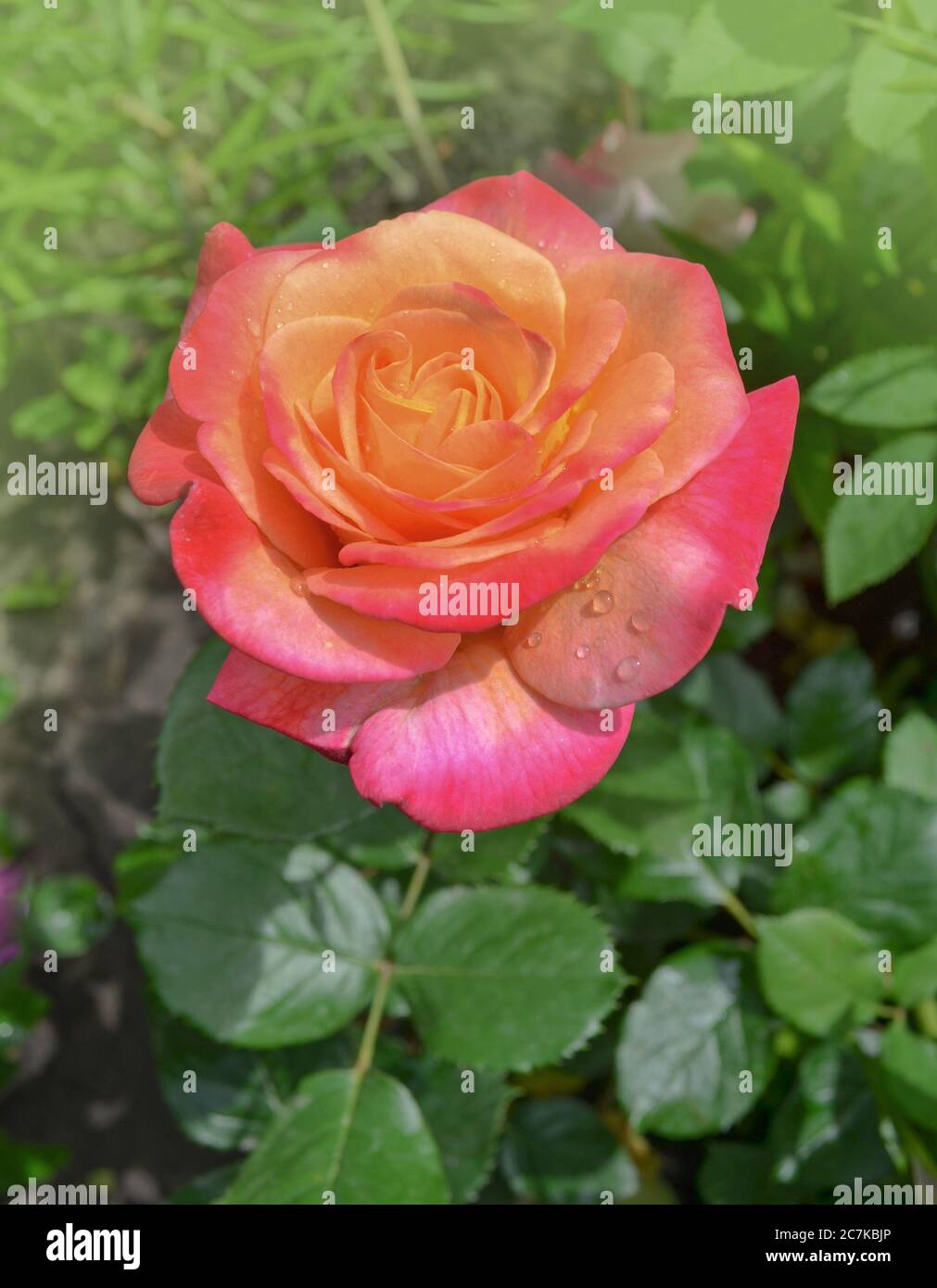 Rose petel change from yellow to pink. Rose Aquarell growing outdoor ...