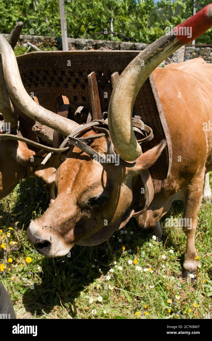Wooden oxen yoke hi-res stock photography and images - Alamy