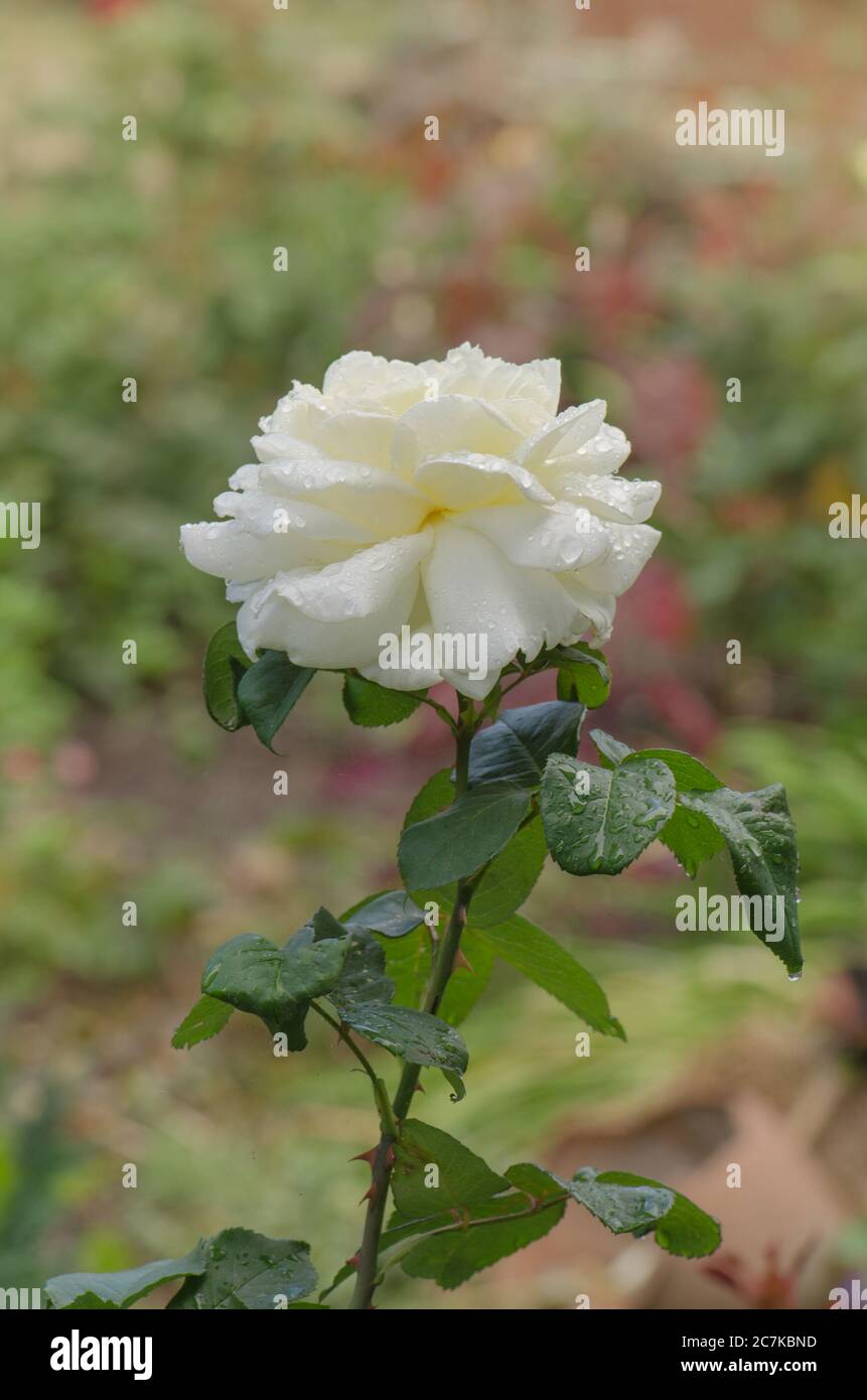 Beautiful white rose. Big white roses in the garden Stock Photo - Alamy