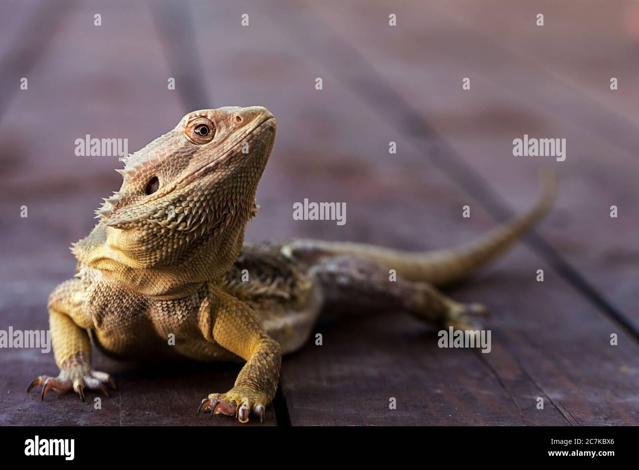 Yellow bearded agama. An Australian lizard on wooden planks basking in ...