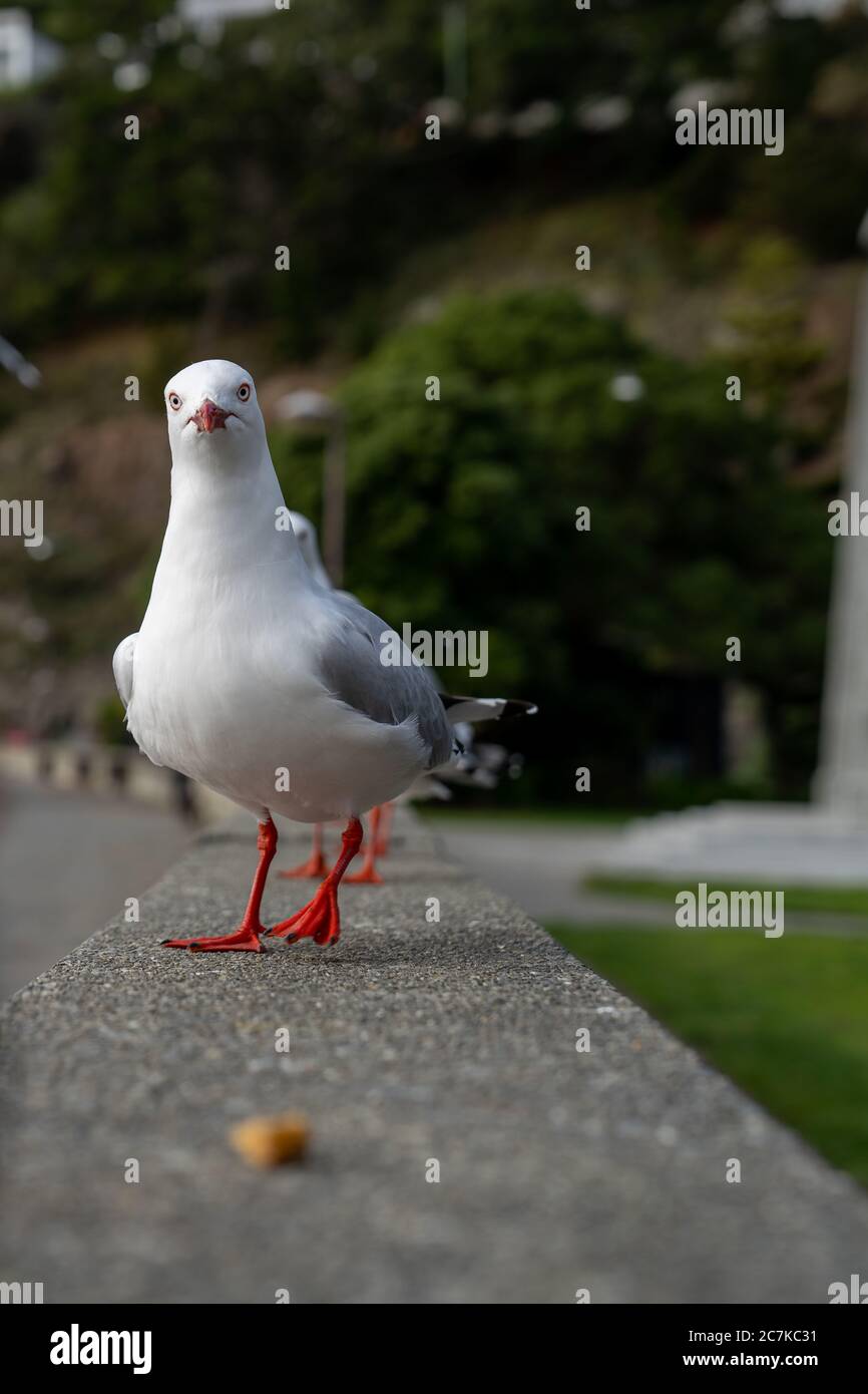 Red-billed gull flying with blue sky and cloud at Christchurch, New ...