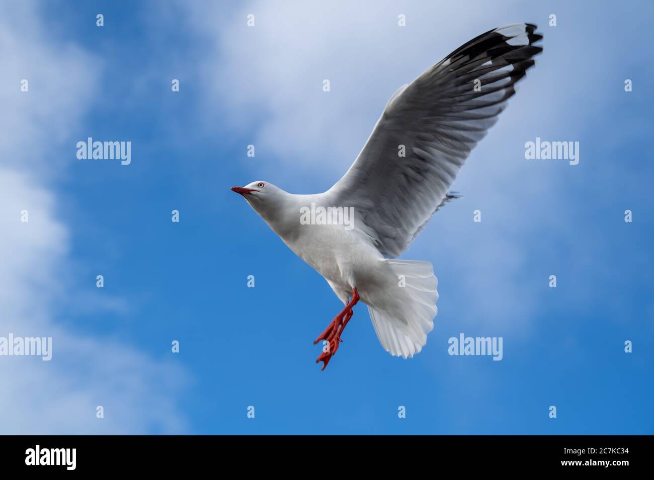 Red-billed gull flying with blue sky and cloud at Christchurch, New ...