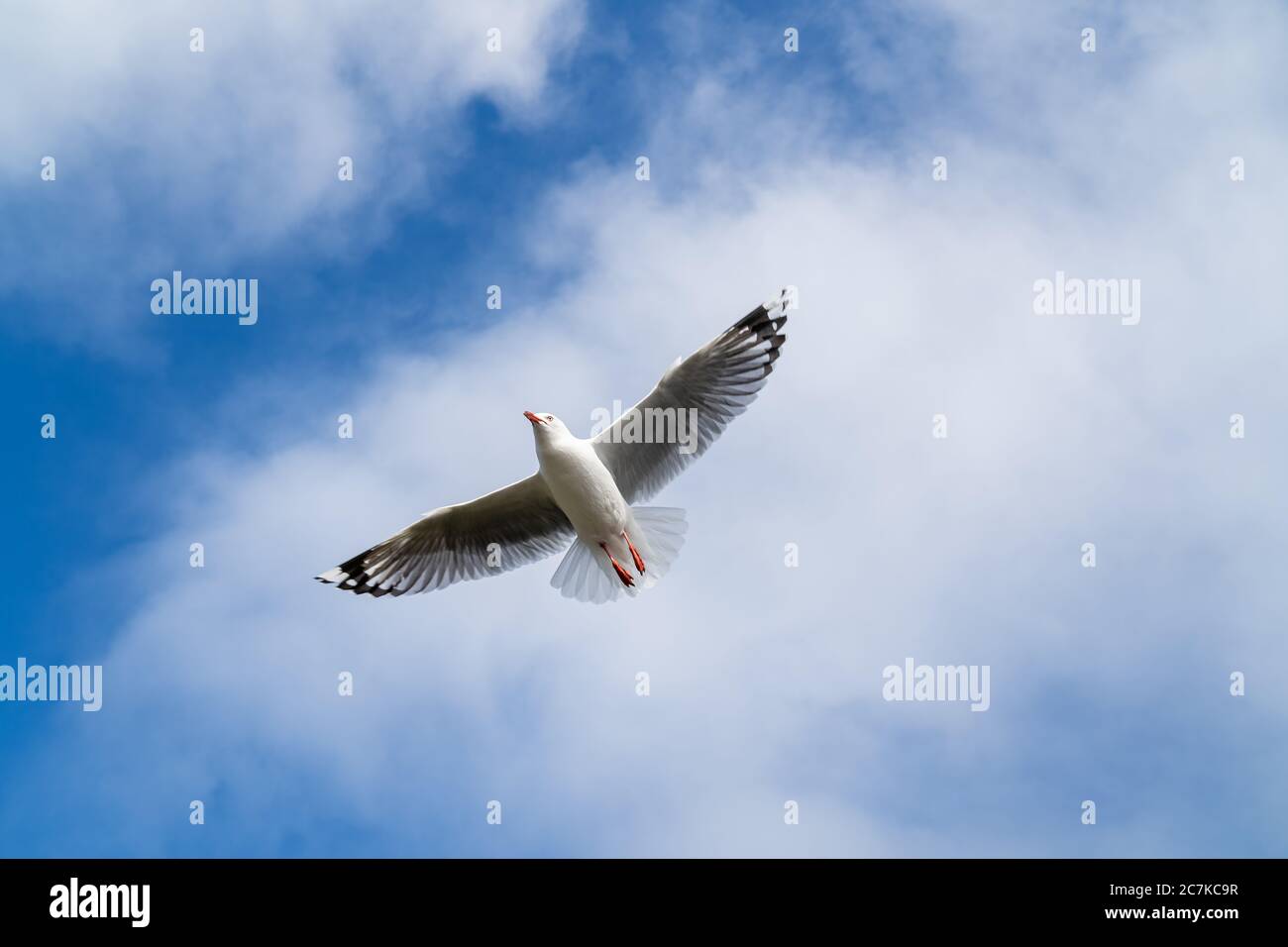 Red-billed gull flying with blue sky and cloud at Christchurch, New ...