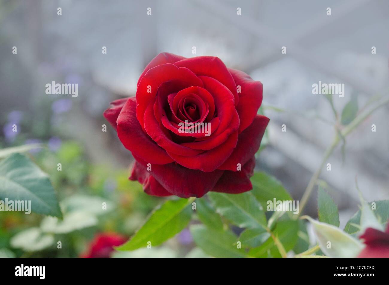 Red rose flower background. Red roses on a bush in a garden. Red rose ...