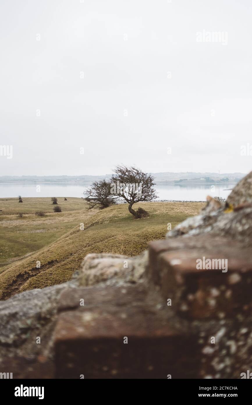 Brown withered tree under a cloudy sky on a greenish landscape Stock ...