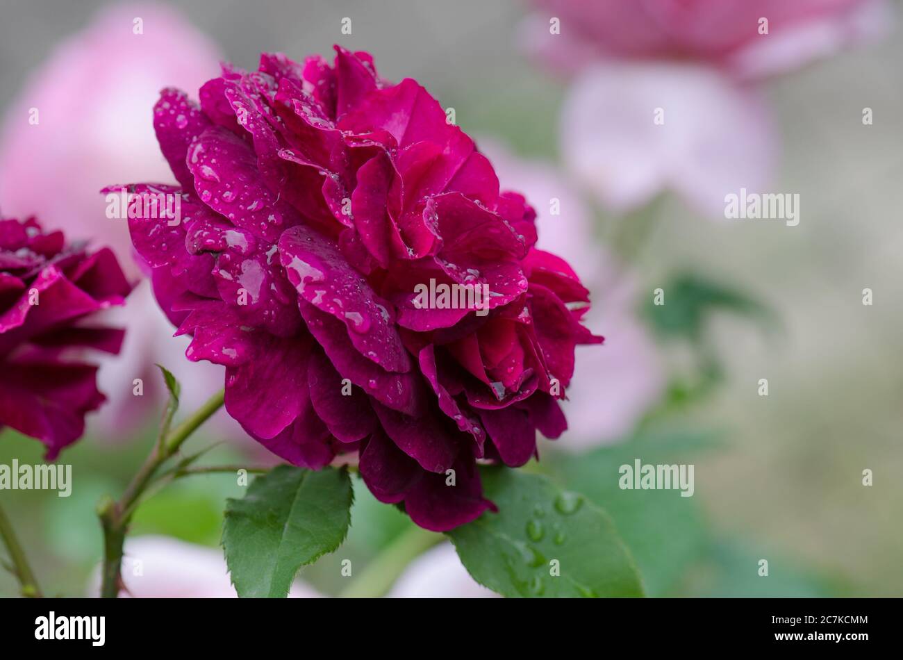 Munstead wood hi-res stock photography and images - Alamy