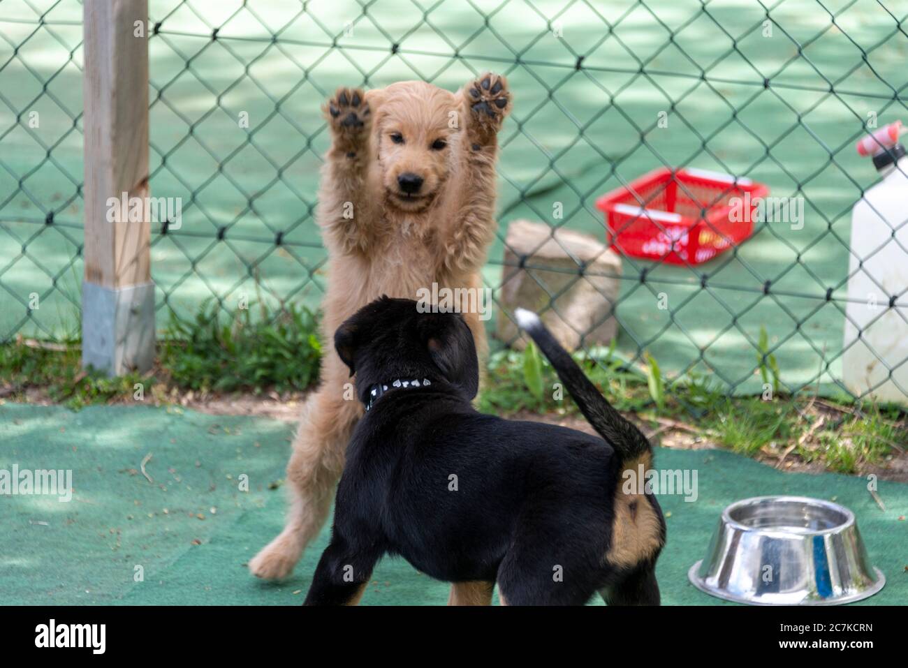 Two puppies hi-res stock photography and images - Alamy