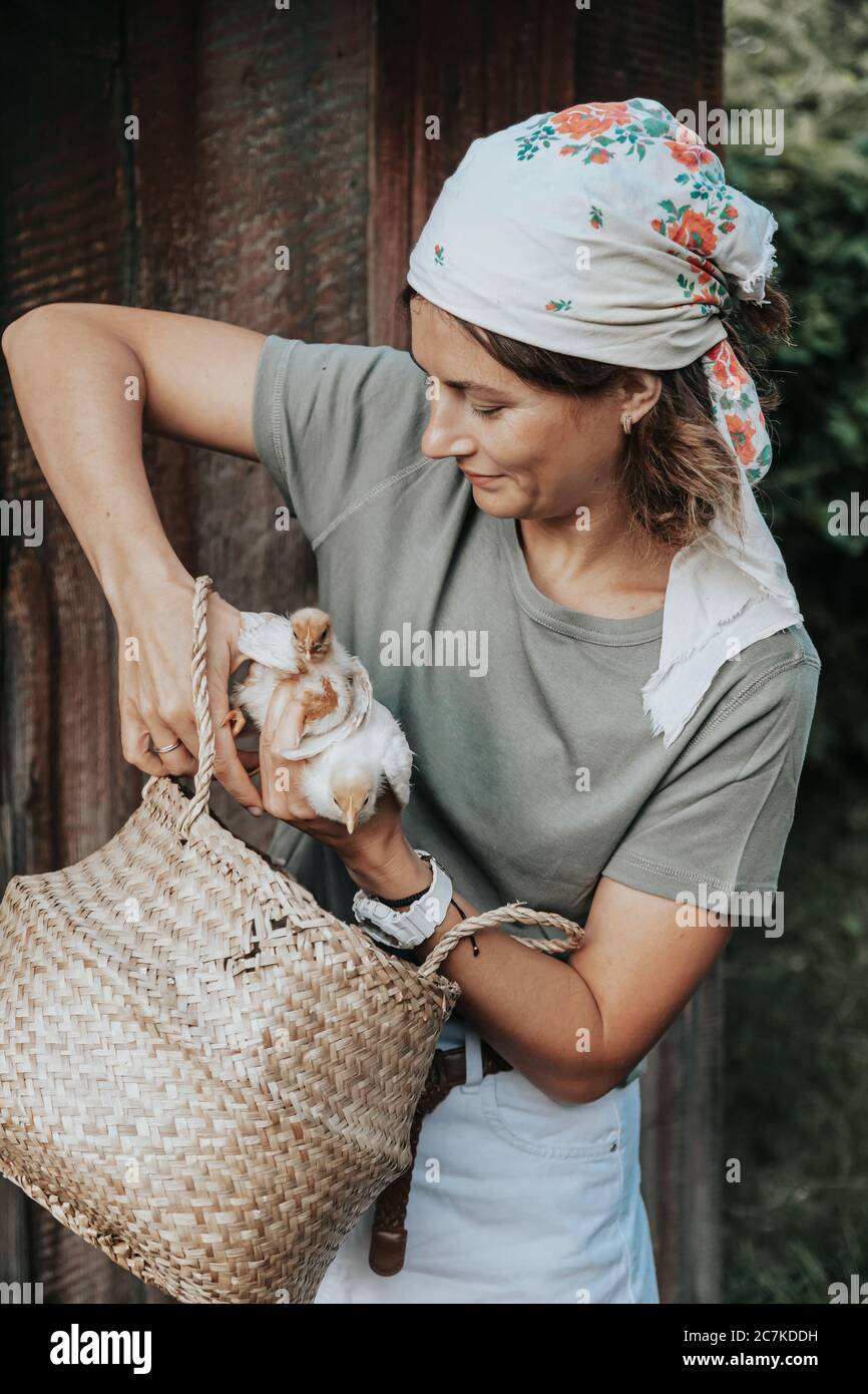 A female hostess takes care of the newly born yellow chickens in her ...