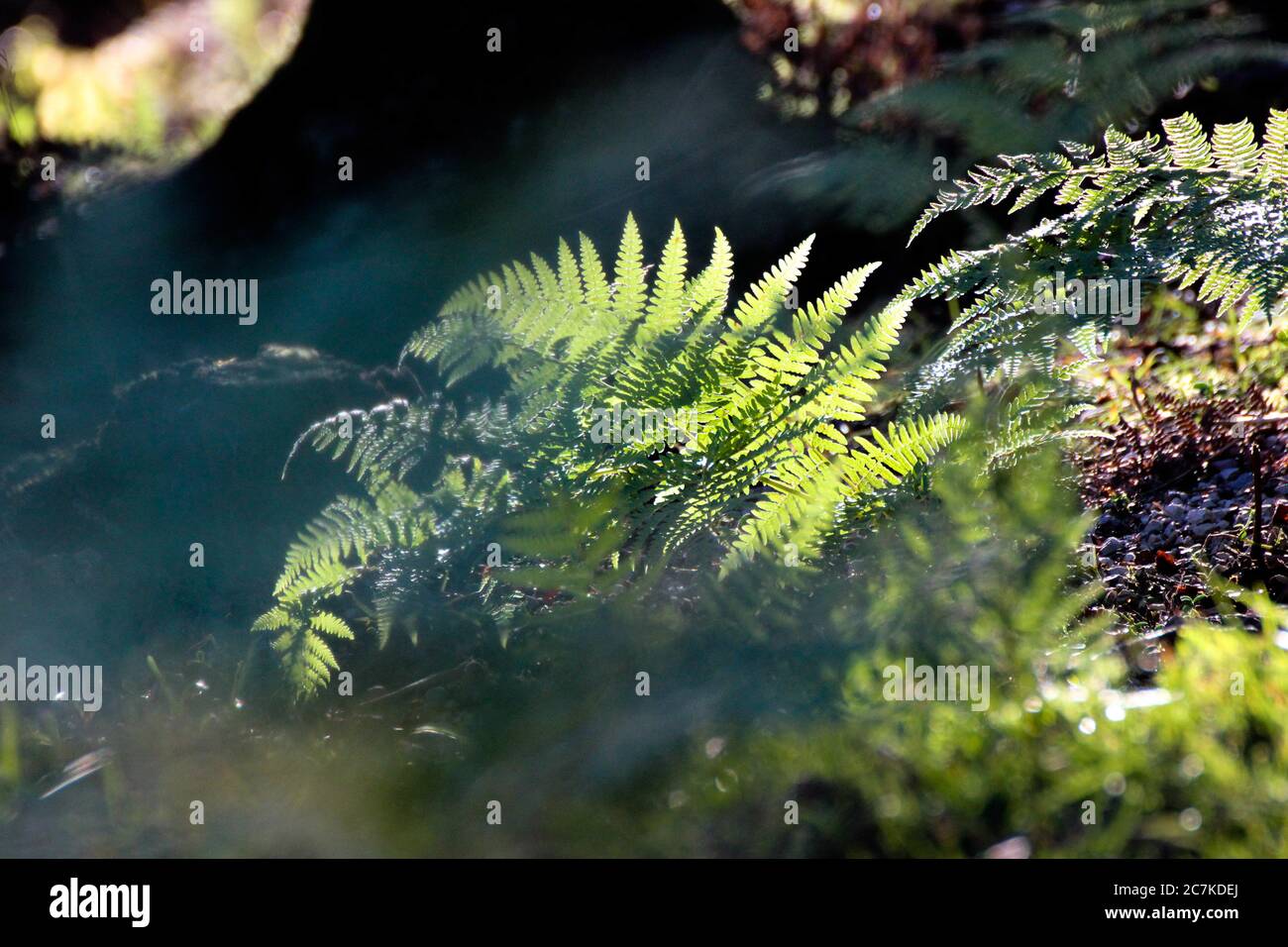 Forest floor, fern Stock Photo - Alamy