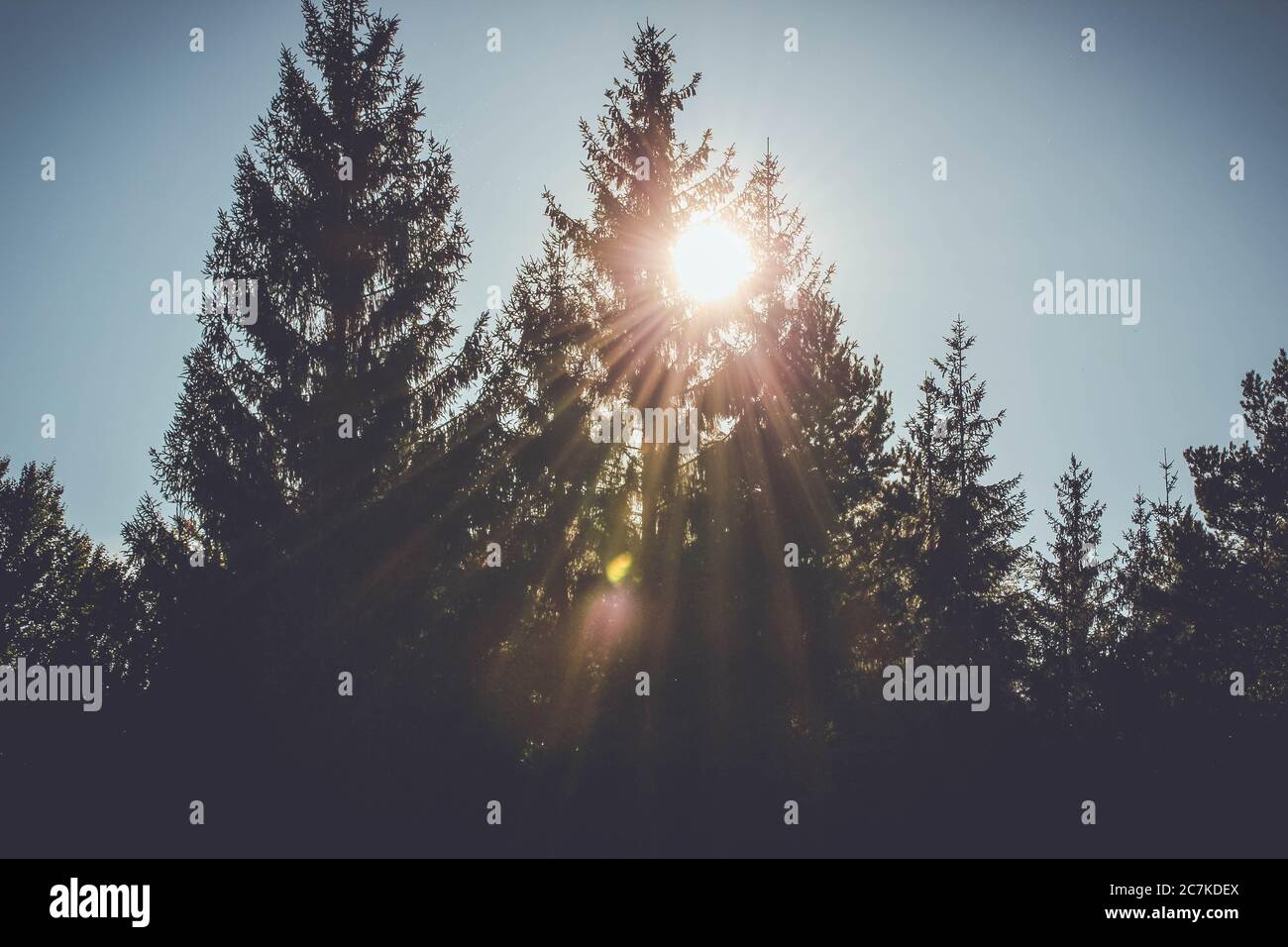 Trees, sun rays Stock Photo - Alamy