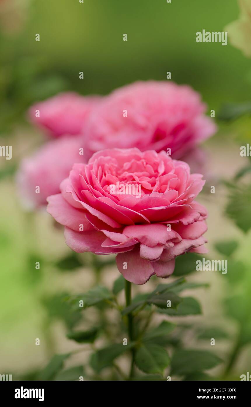 English rose in garden. English pink rose in the summer garden Stock ...