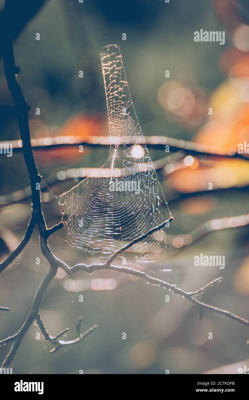 Spider web with fall colours hi-res stock photography and images - Alamy