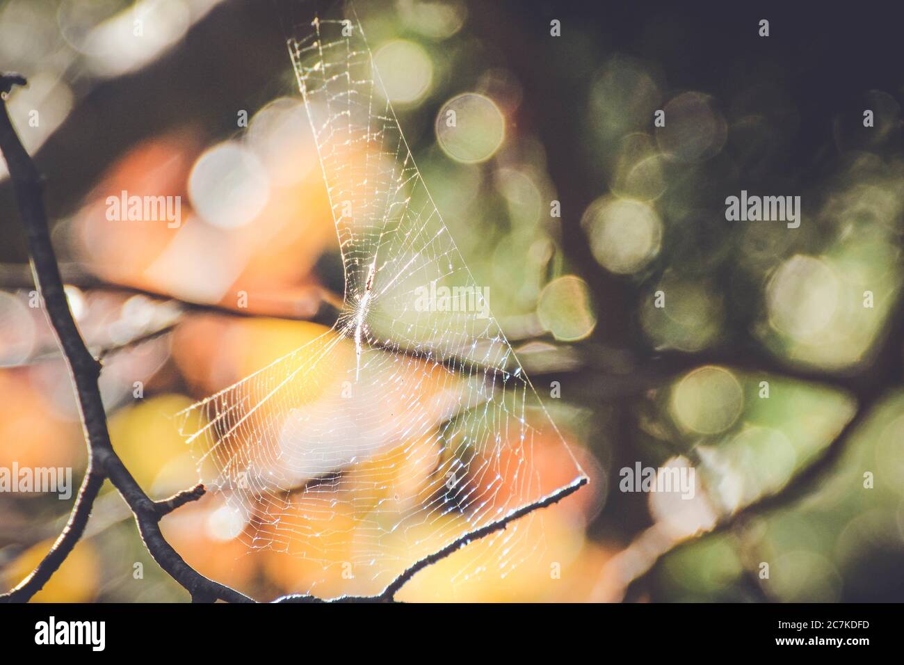 Tree branches, detail, spider web Stock Photo - Alamy