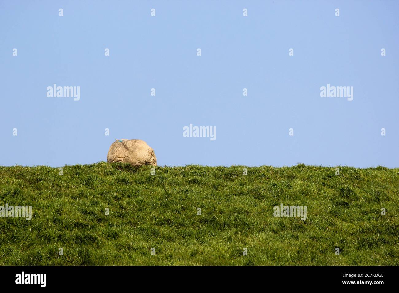 Netherlands, dike, sheep, back view Stock Photo - Alamy