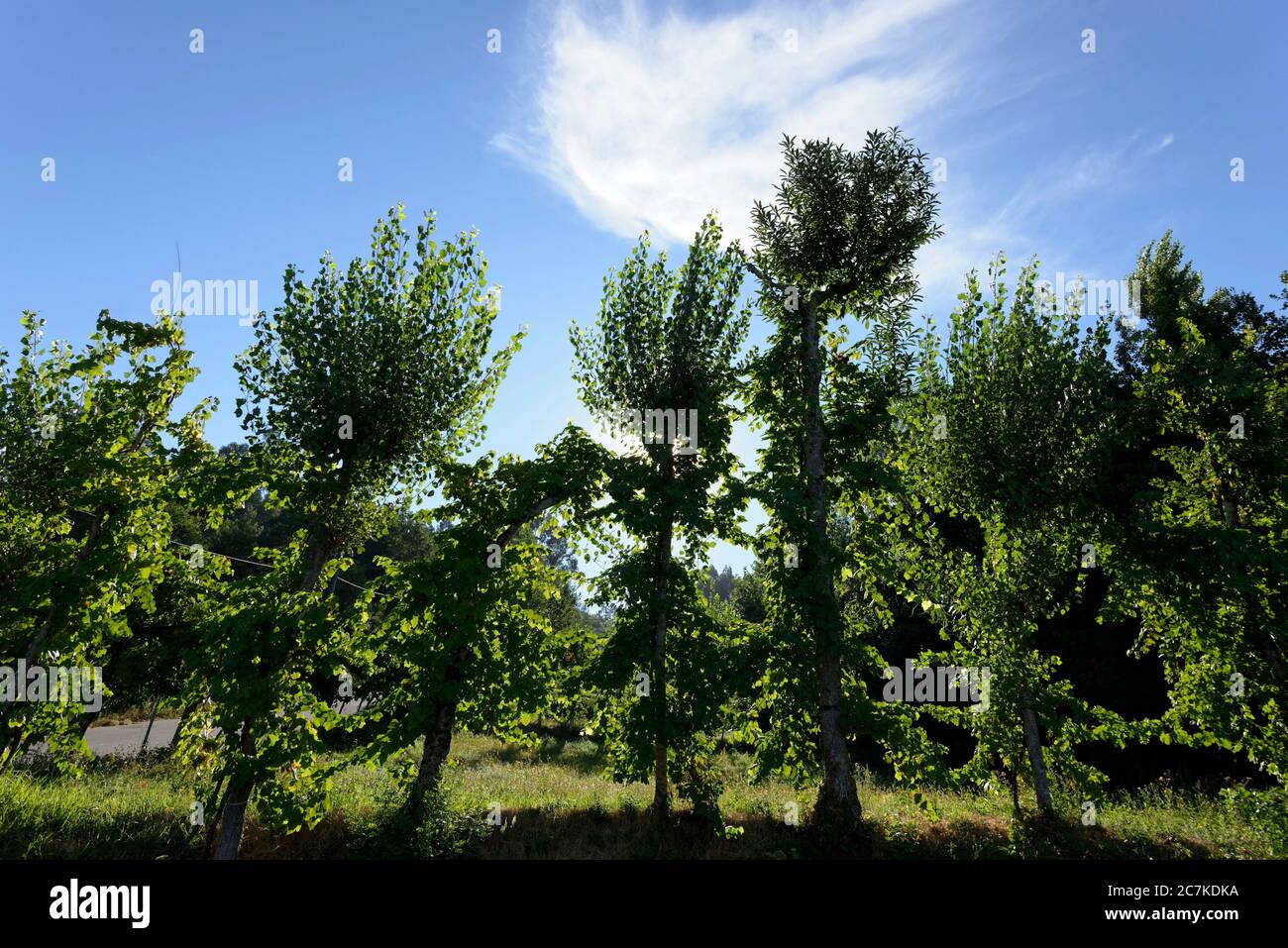 Tall vines hi-res stock photography and images - Alamy