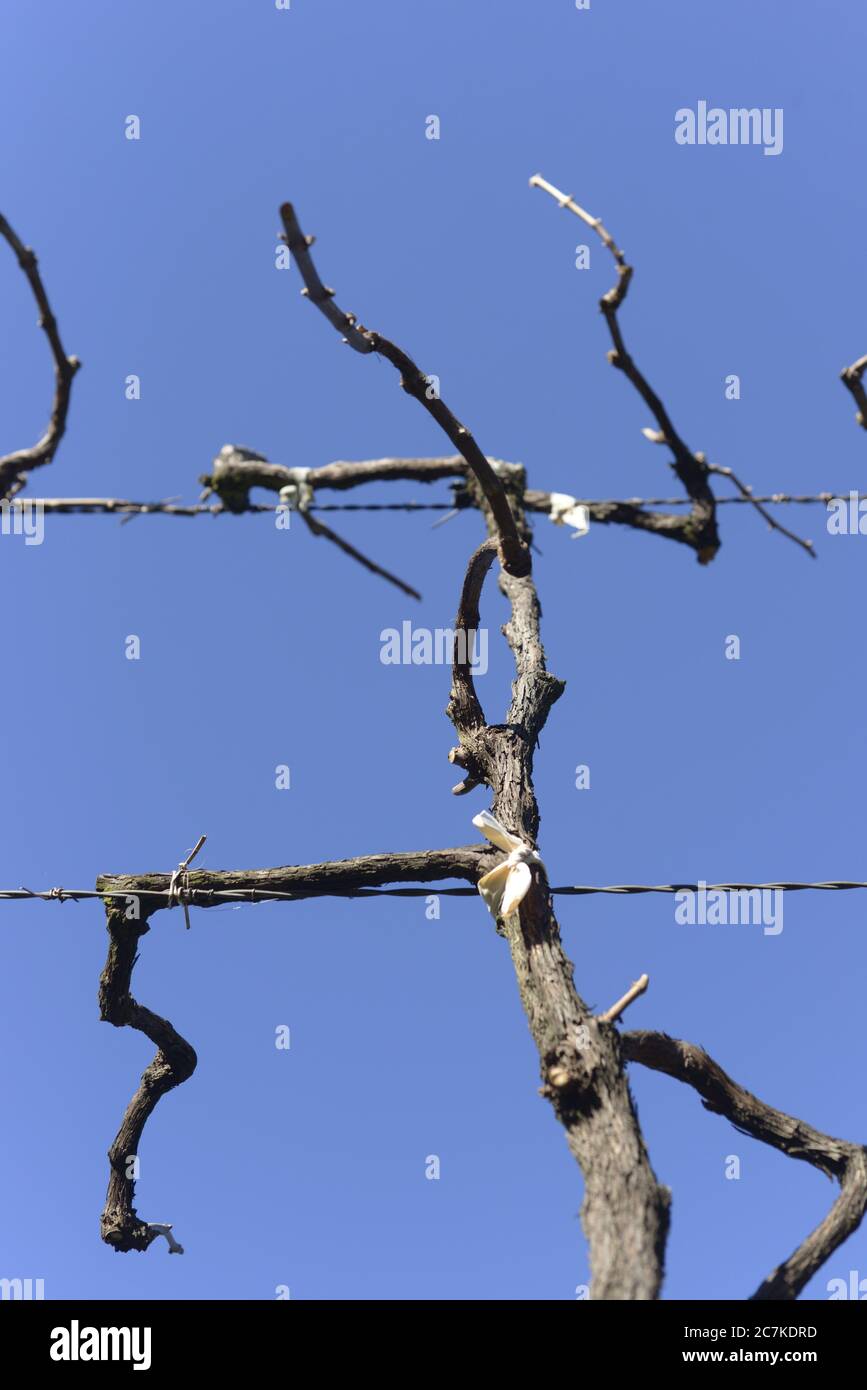 Pruned vines hi-res stock photography and images - Alamy
