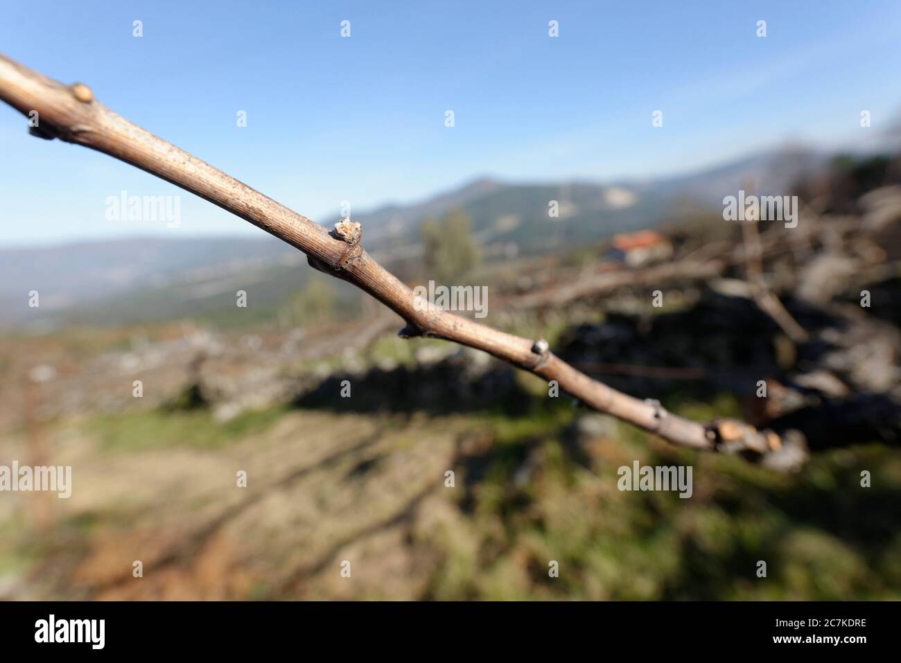 Pruned and cleaned hi-res stock photography and images - Alamy
