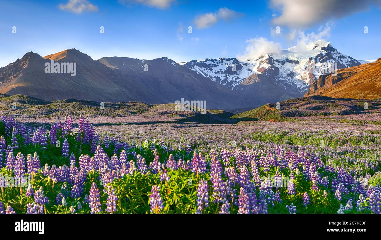 Typical Icelandic landscape with field of blooming lupine flowers next ...
