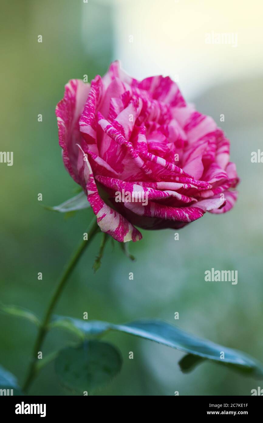 Pink intuition hi-res stock photography and images - Alamy