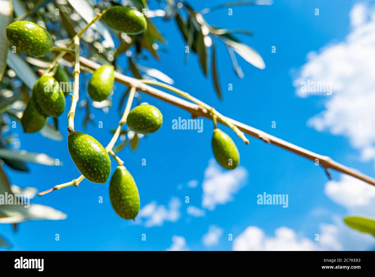 Olive tree on wind hi-res stock photography and images - Alamy