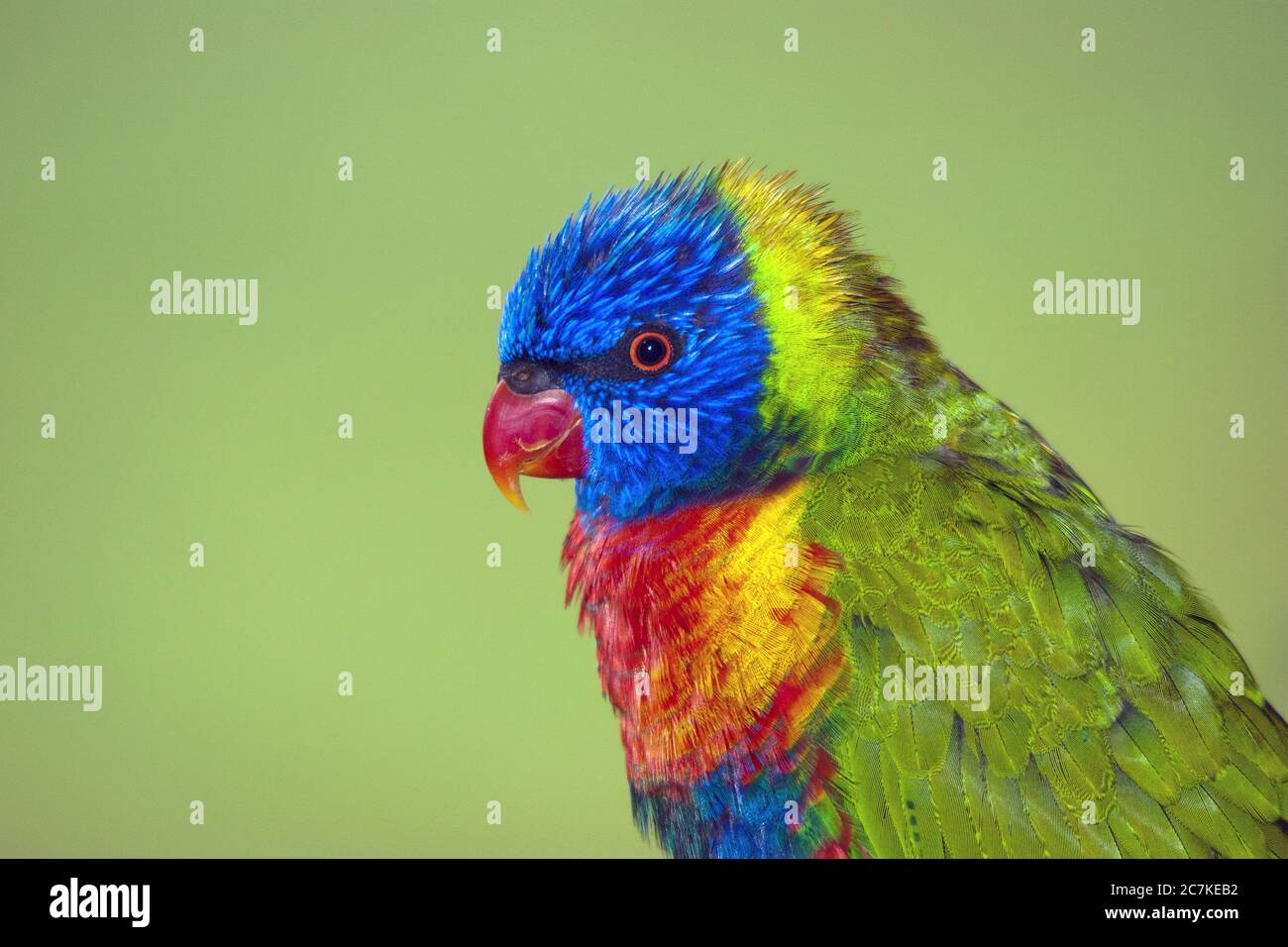 Closeup shot of a cute colorful parrot on a green background Stock ...