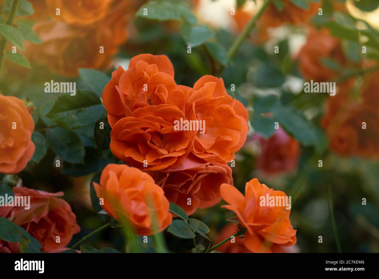 Orange flowering rosa in garden. Blooming orange English rose Stock ...