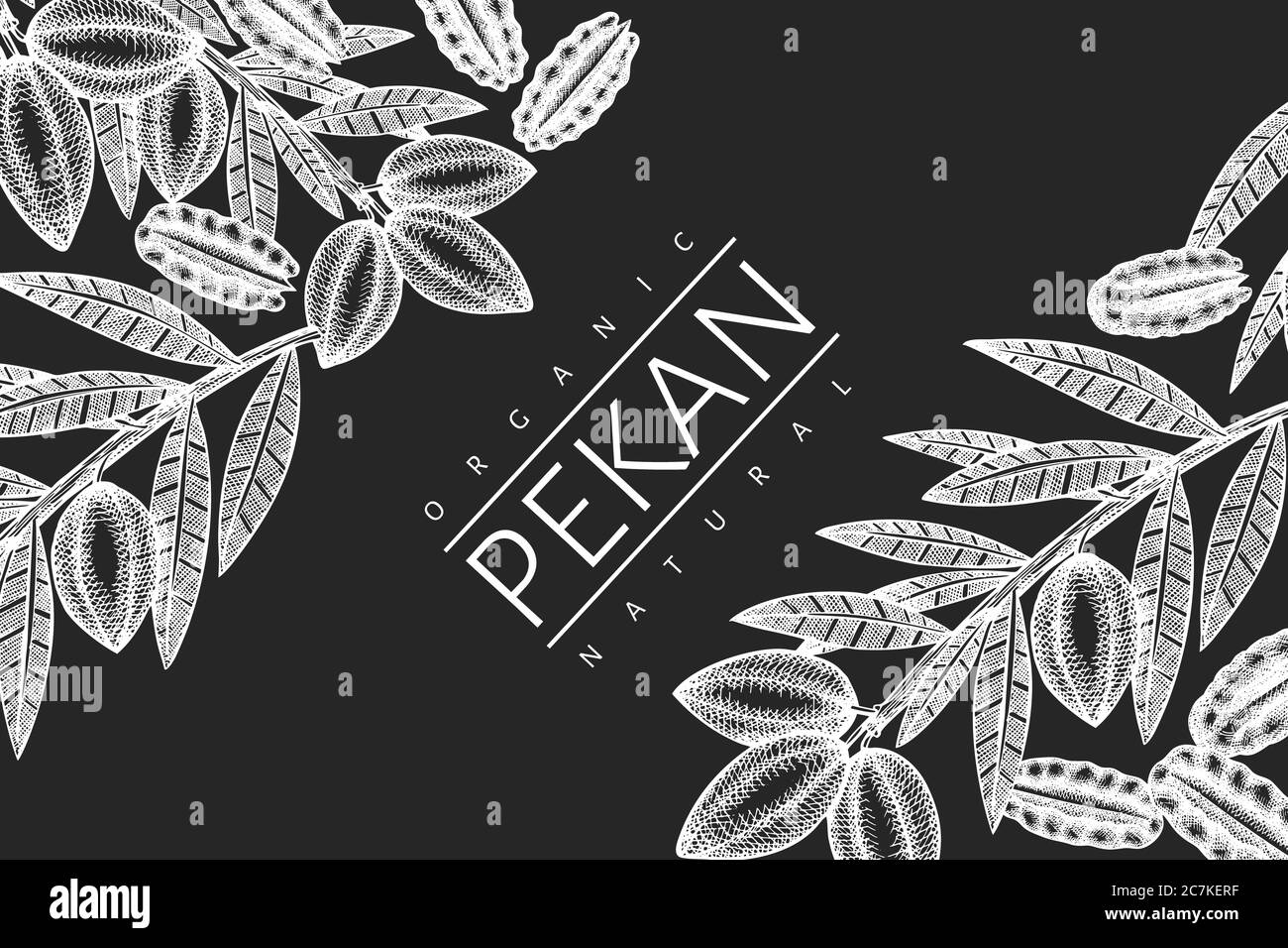 Hand drawn pecan branch and kernels design template. Organic food ...