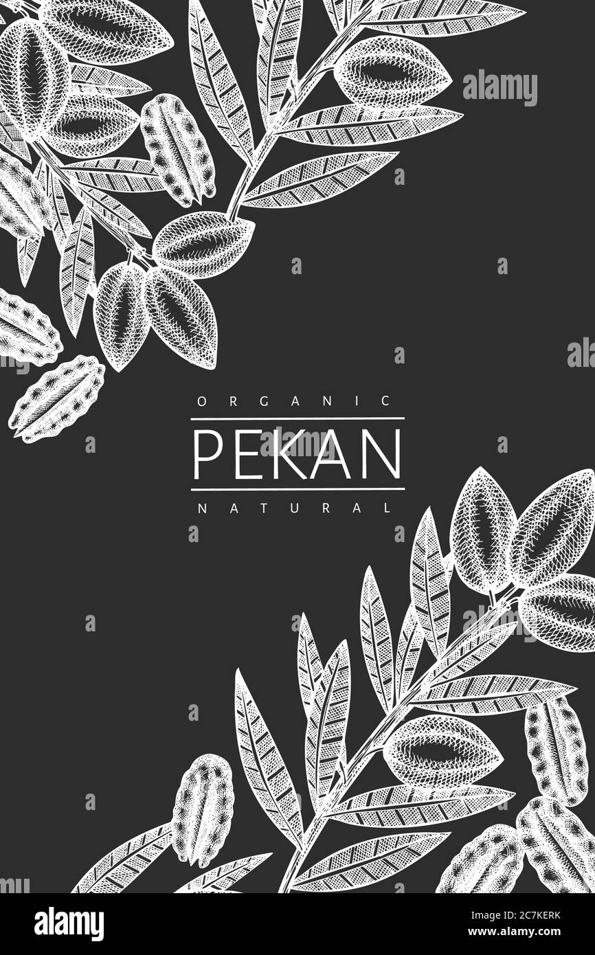 Hand drawn pecan branch and kernels design template. Organic food ...